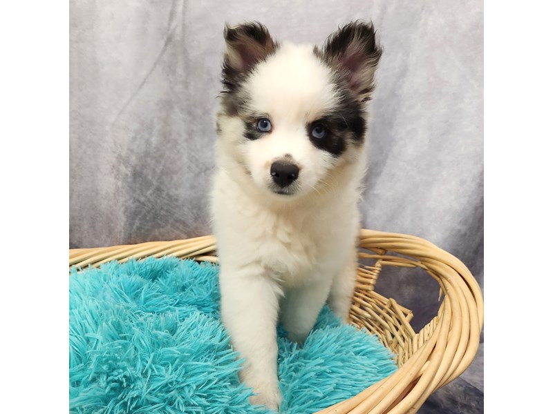 Pomsky Puppy White ID:6842 Located at Petland Merrillville, IN