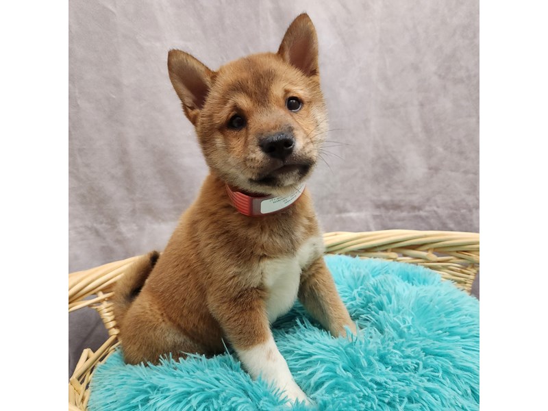 Shiba Inu Puppy Brown ID:6874 Located at Petland Merrillville, IN