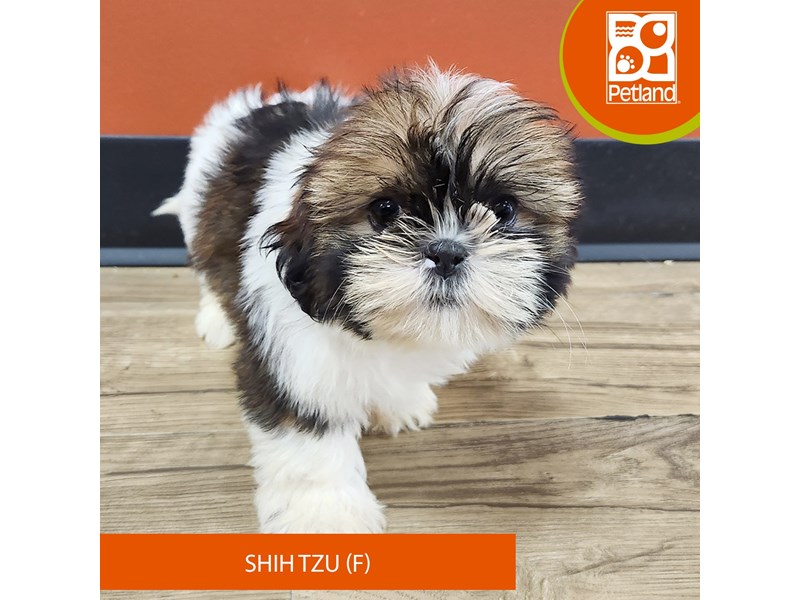 How Long Do Shih Tzu Live In Human Years | ppgbbe.intranet.biologia.ufrj.br